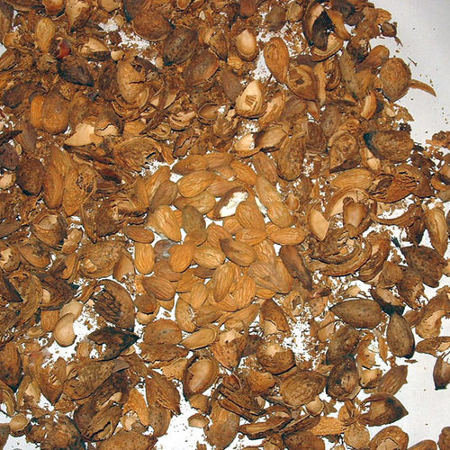 Lourdan Grove - Nut Harvester and Hand Cranked Nutcracker